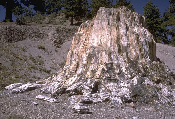 Oligocene tree stump, Florissant, Colorado. – Geology Pics