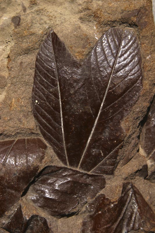 Eocene gymnosperms – Geology Pics